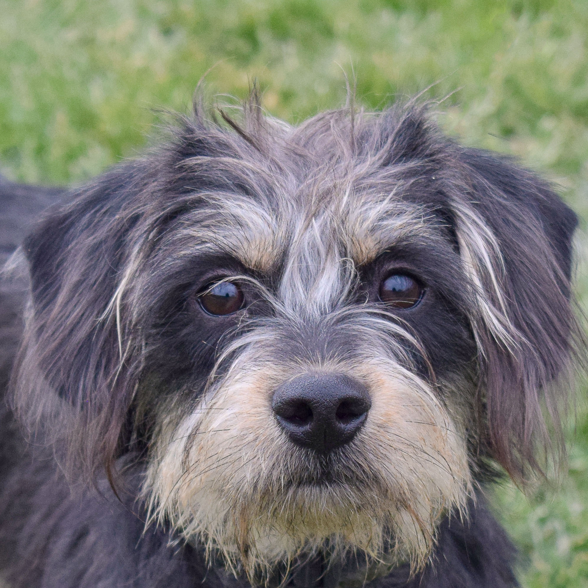Oliver - Animal House Shelter
