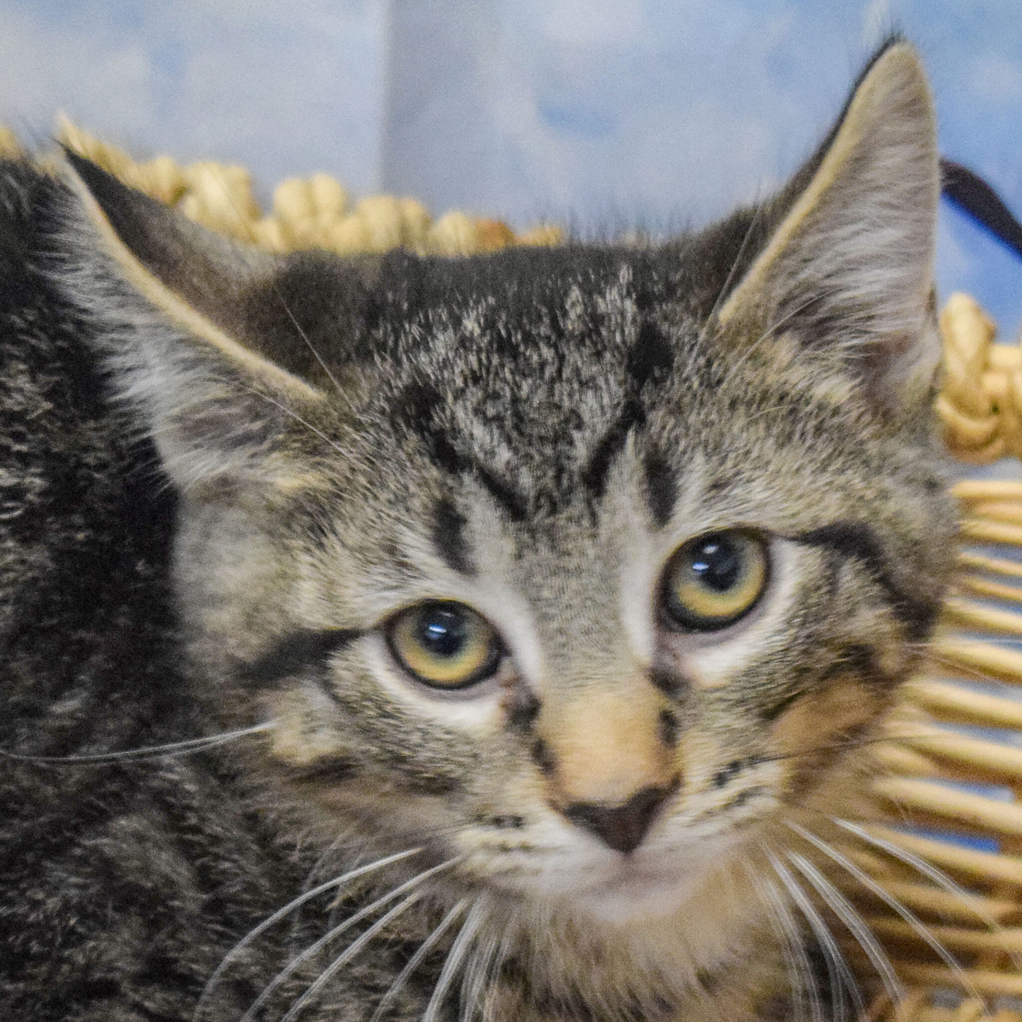 Pepper - Animal House Shelter