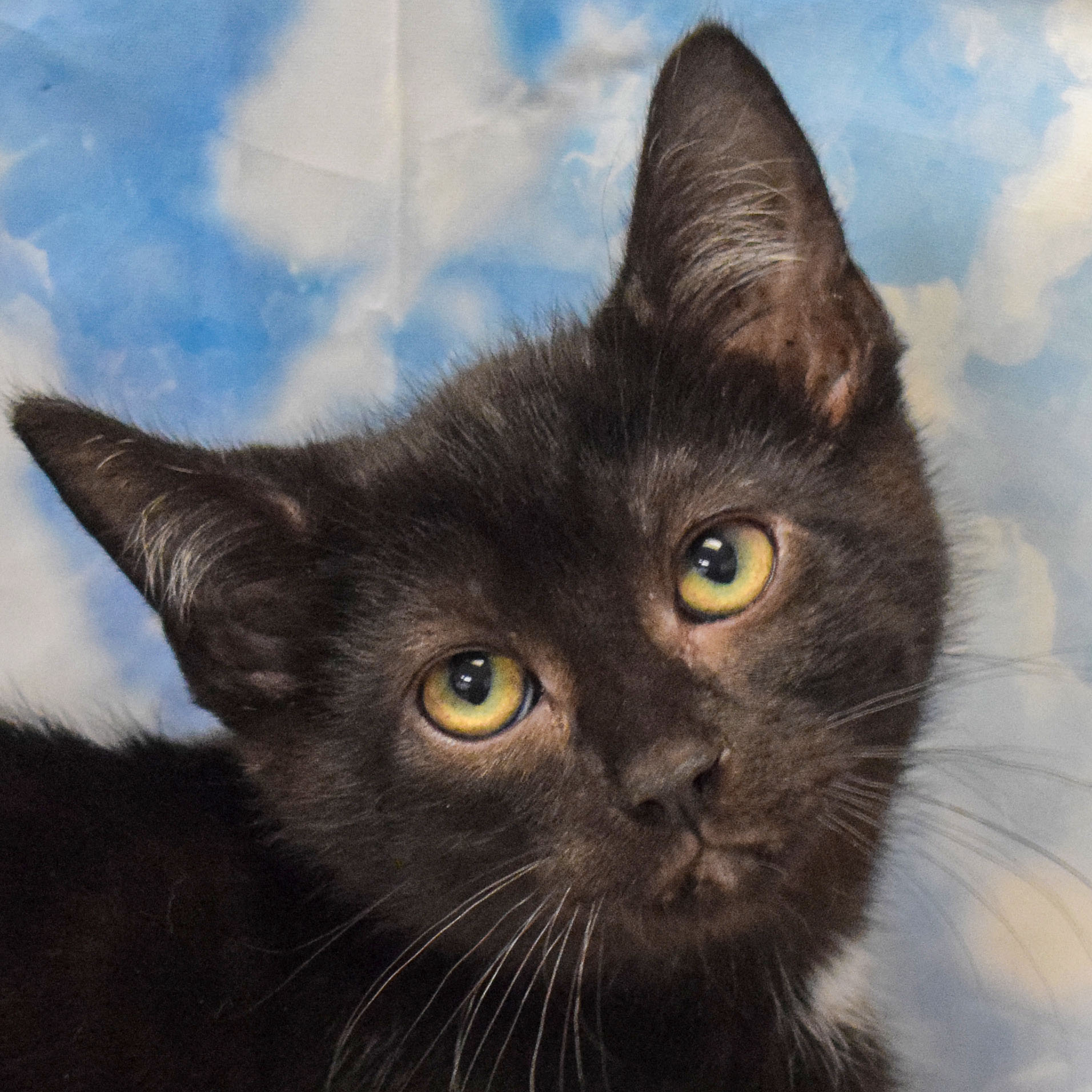 Peter - Animal House Shelter