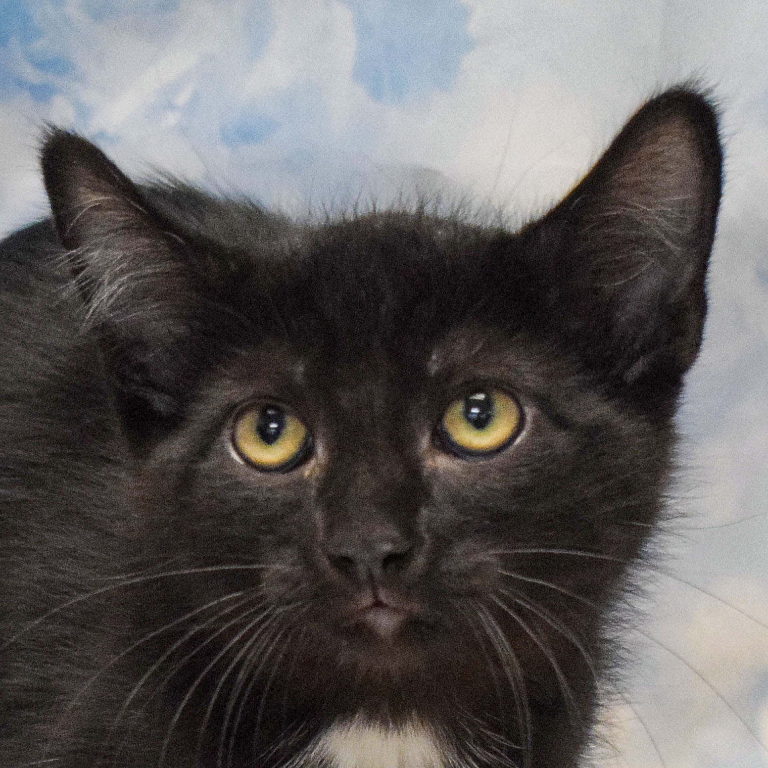 Pickle - Animal House Shelter