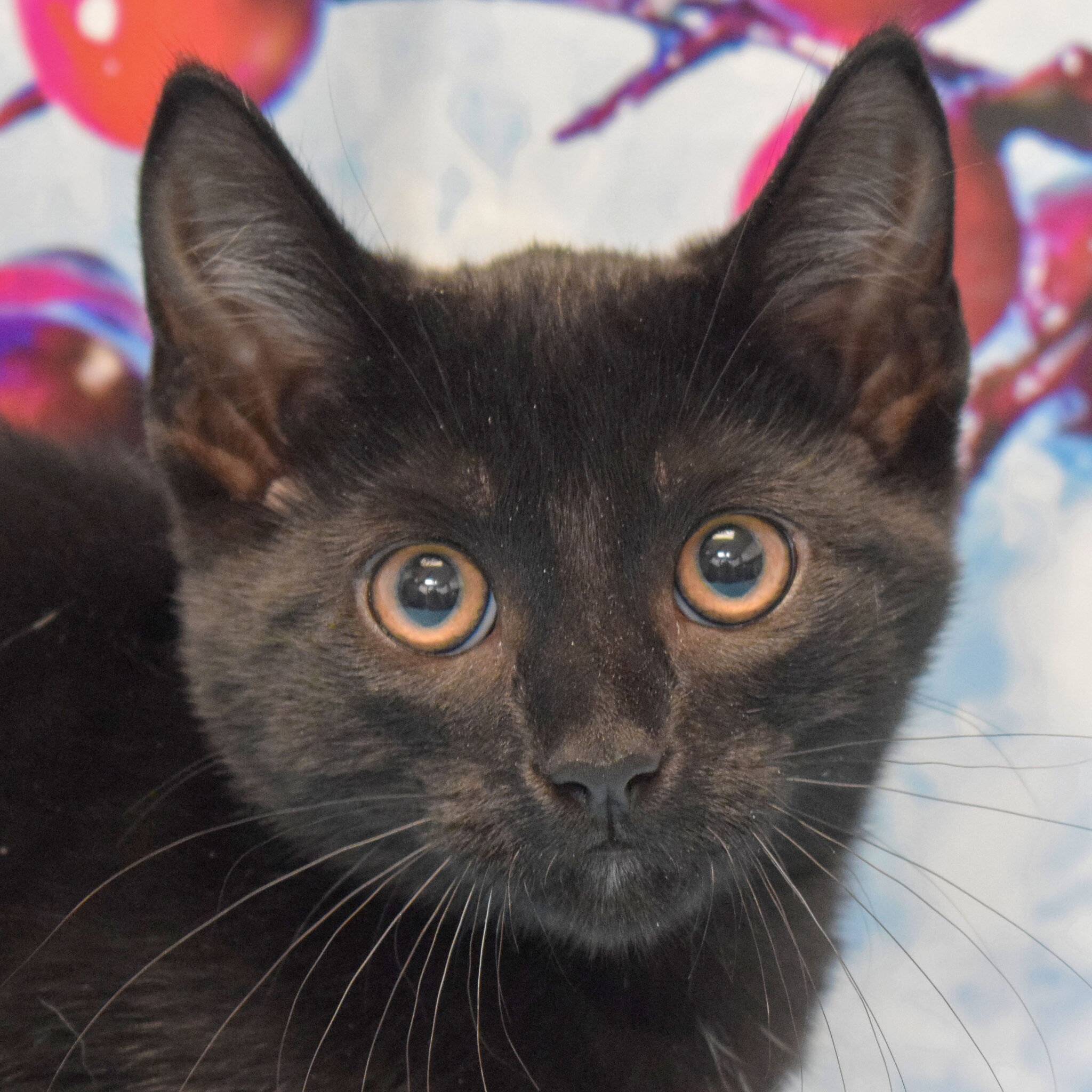 Raven - Animal House Shelter