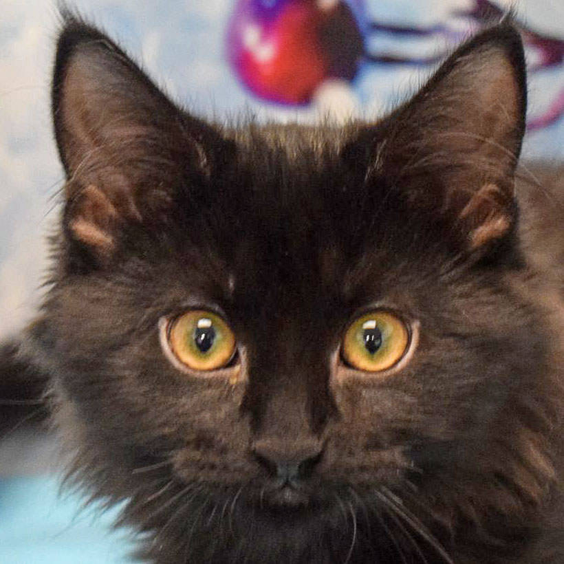 Snowball - Animal House Shelter
