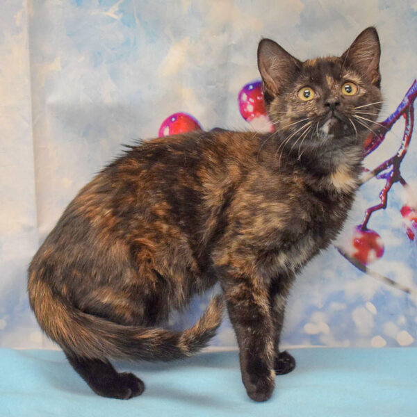 Sylvanis - Animal House Shelter