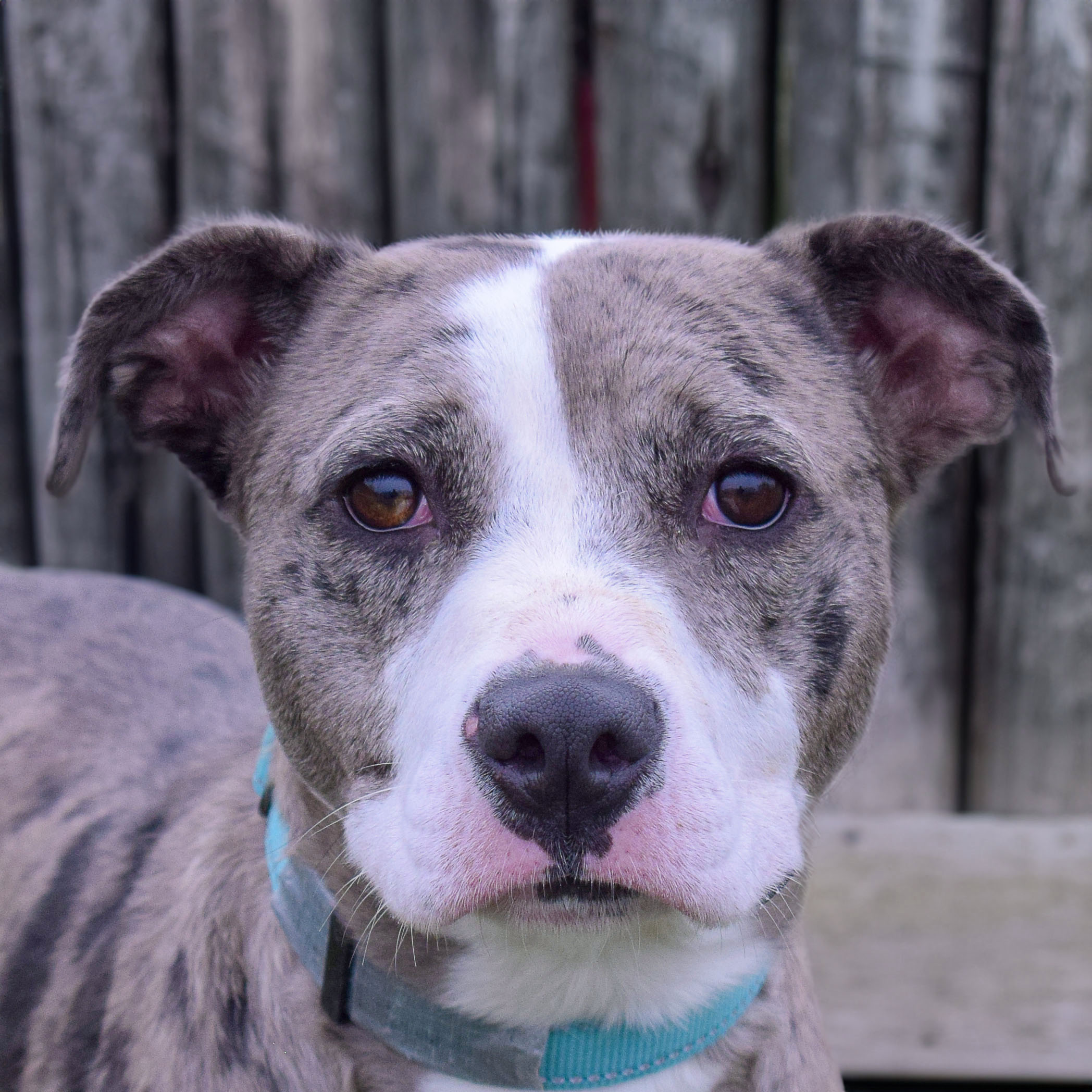 Bailey - Animal House Shelter