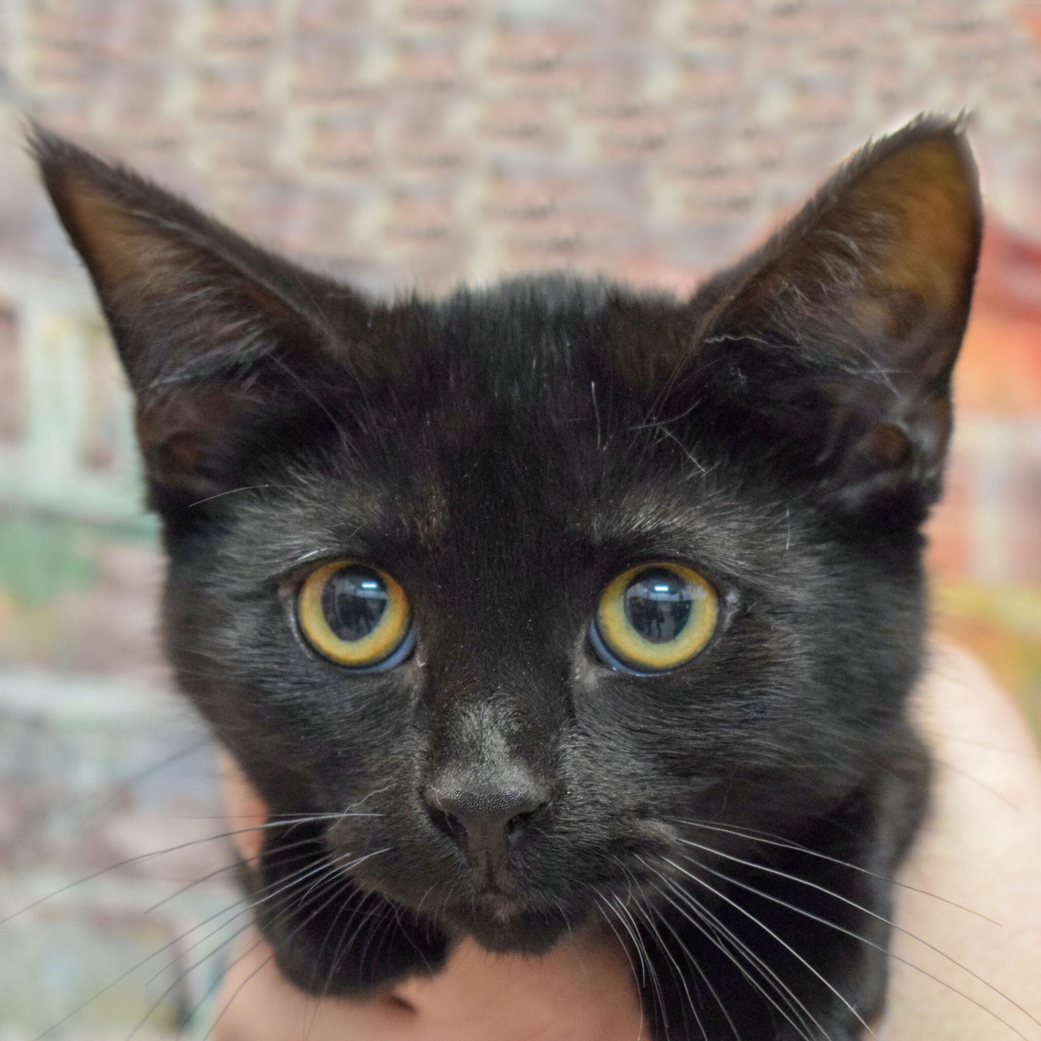 Buttercup - Animal House Shelter