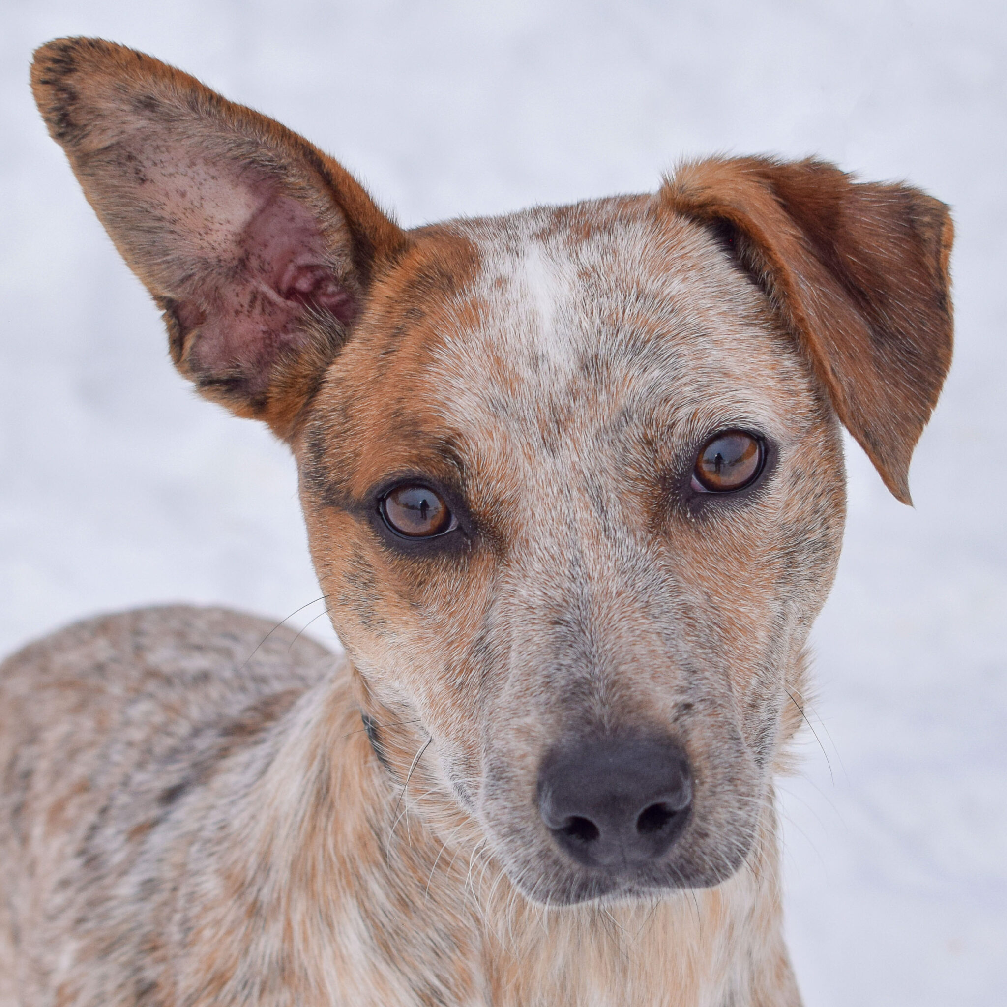 Cally - Animal House Shelter