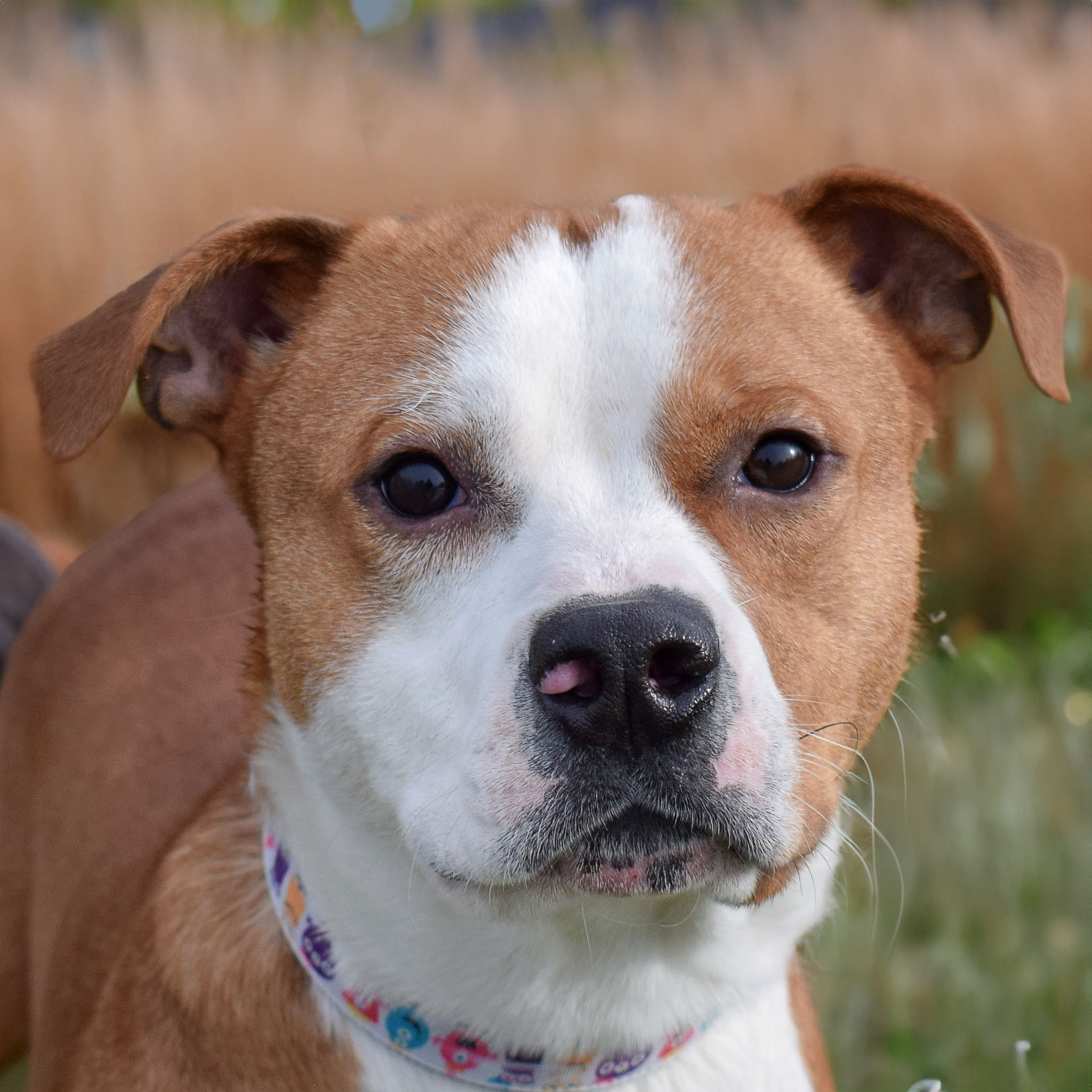 Cody - Animal House Shelter