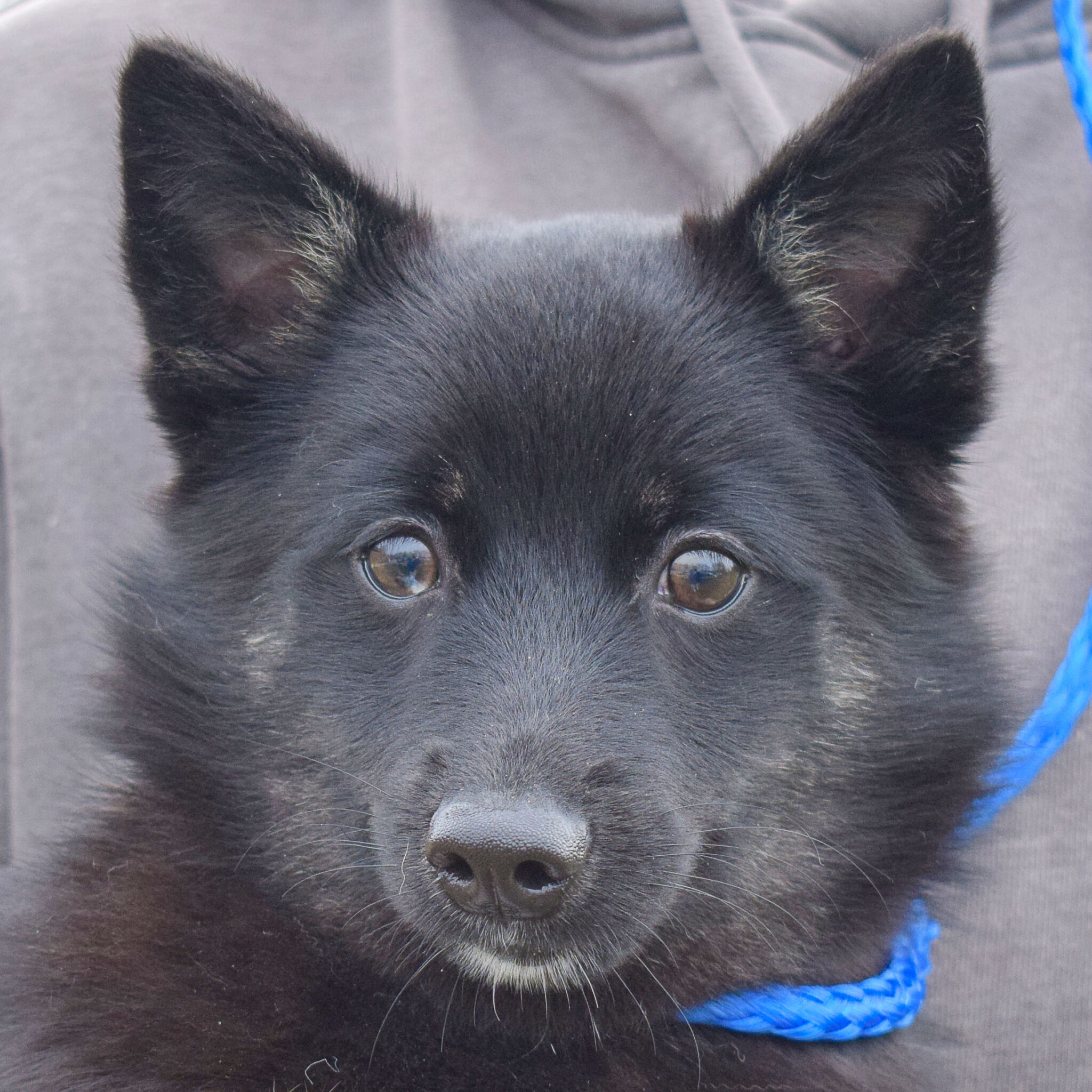 Daniel - Animal House Shelter