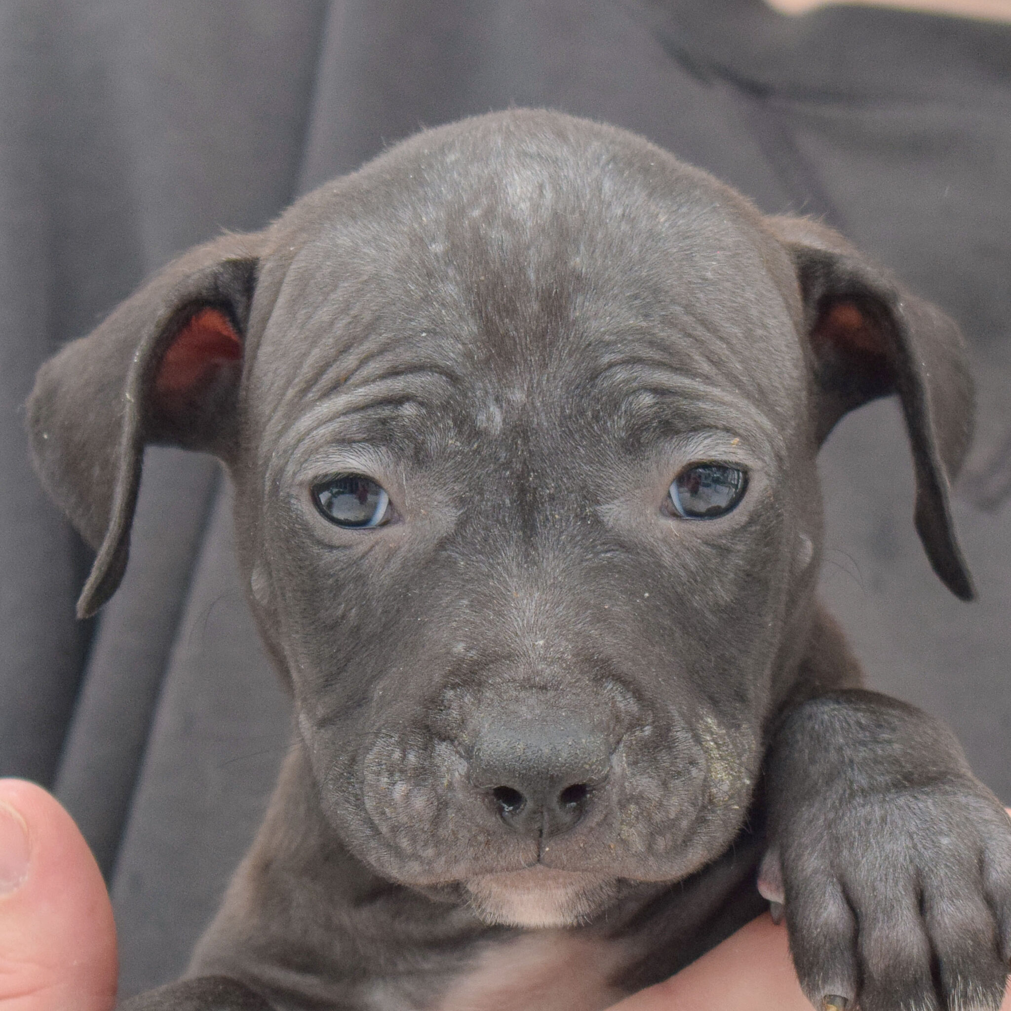 Dexter - Animal House Shelter