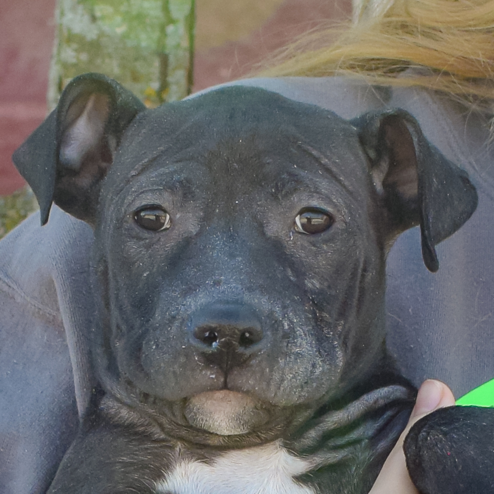 Dexter - Animal House Shelter