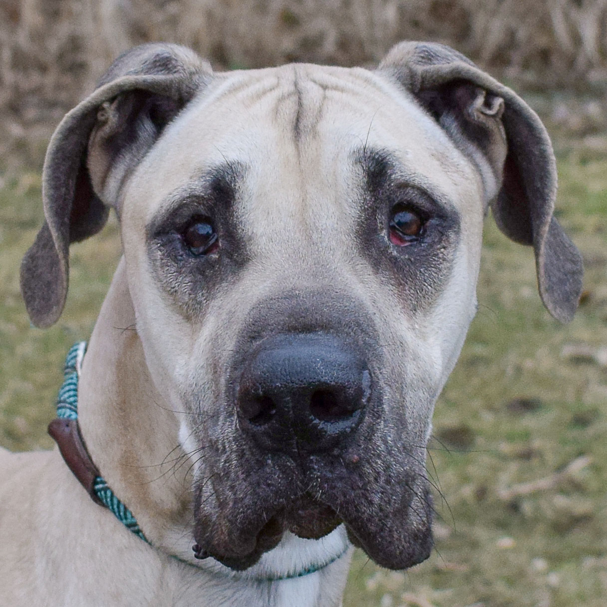 Dozer - Animal House Shelter