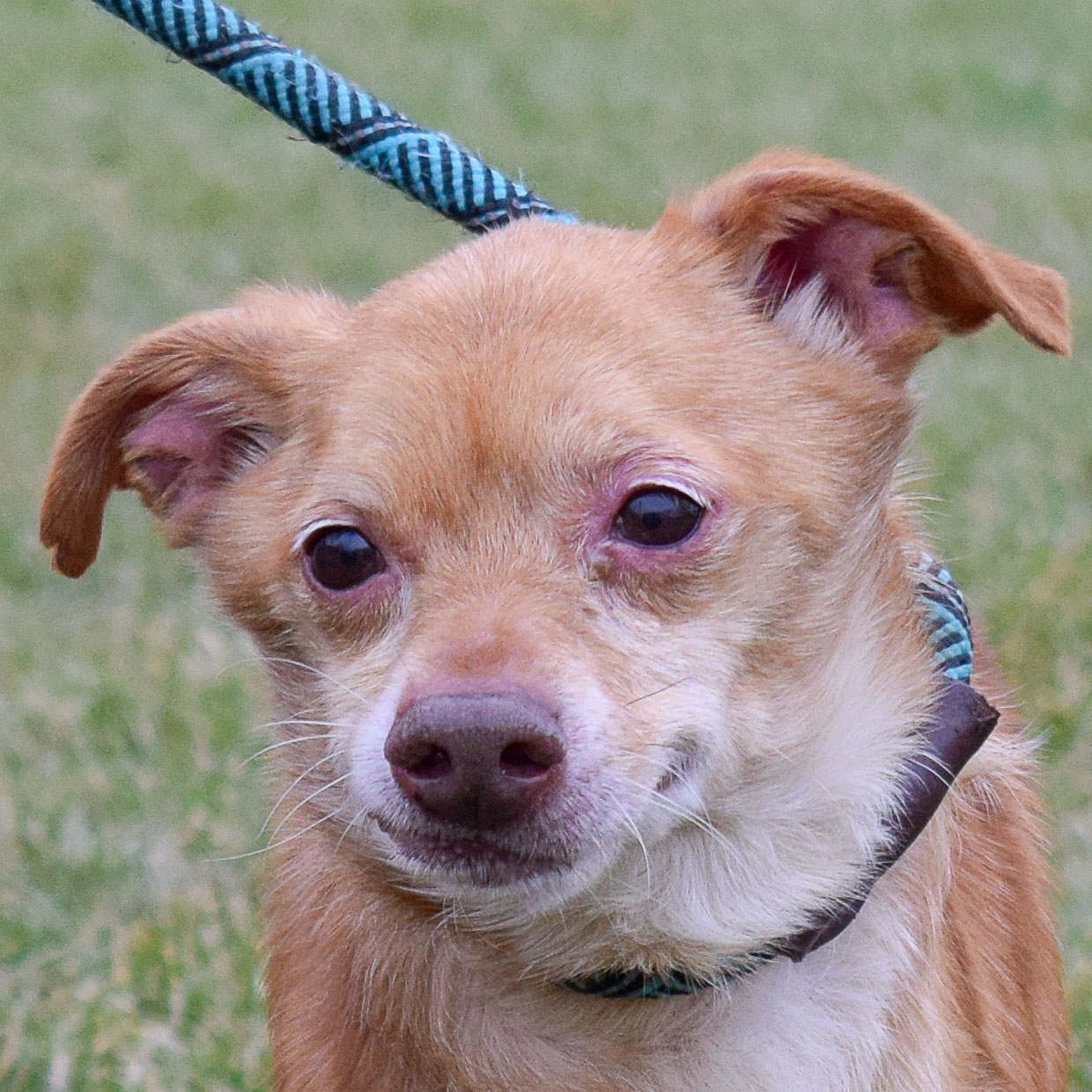 Jax - Animal House Shelter