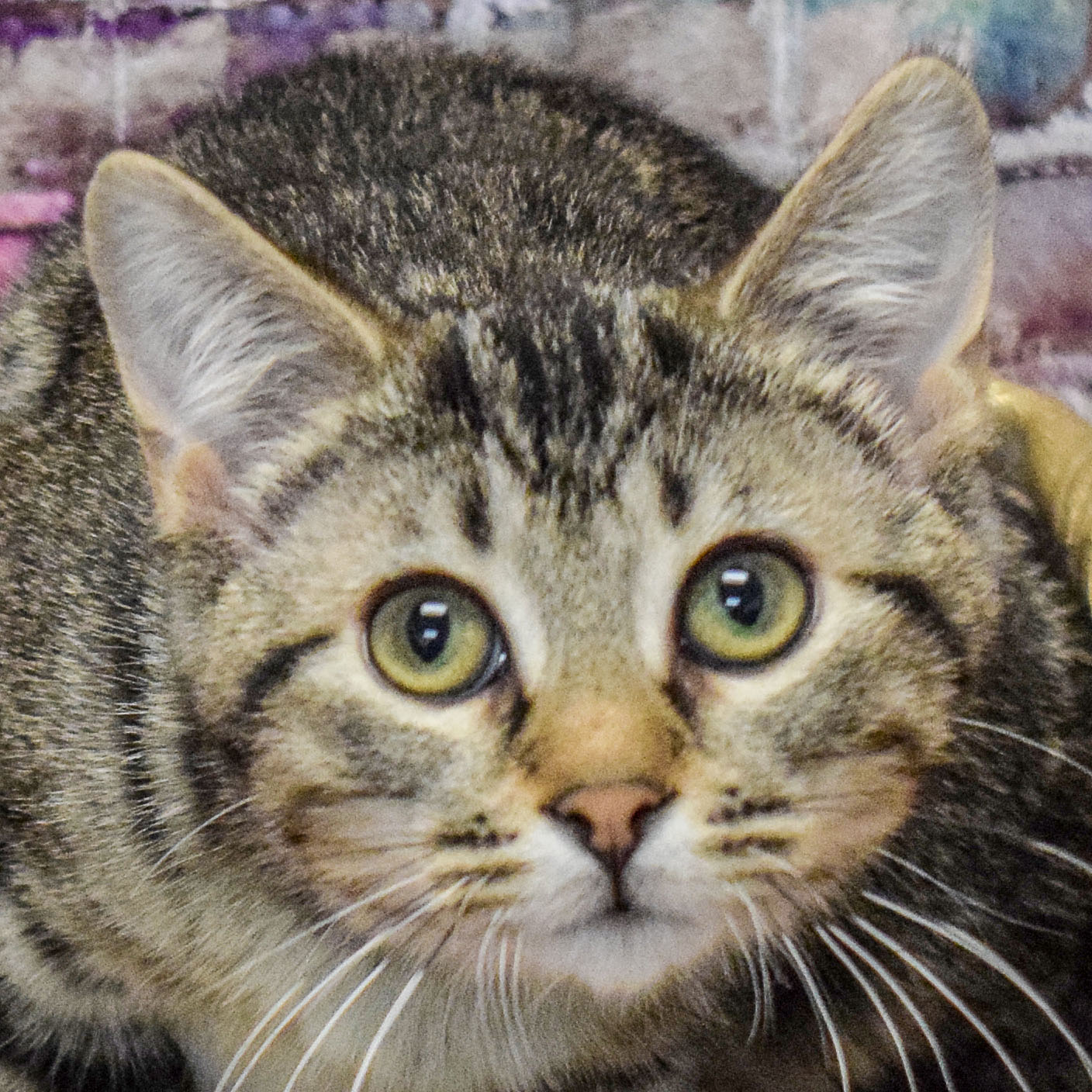 Jelly Bean - Animal House Shelter