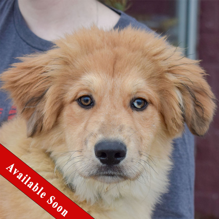 Lionel - Animal House Shelter