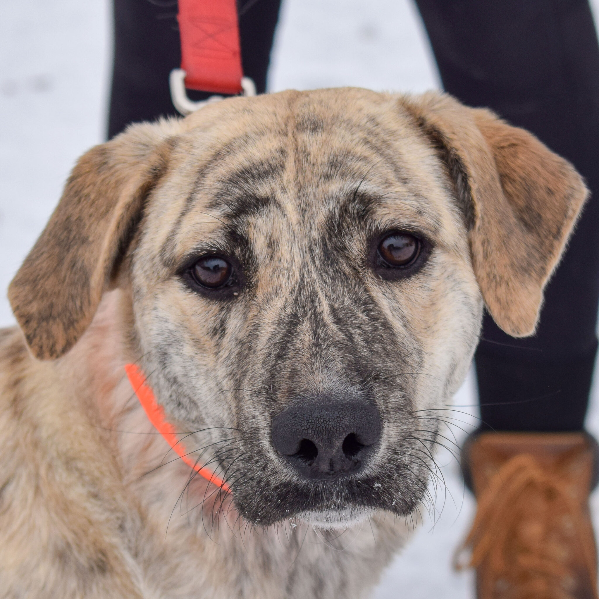 Mandy - Animal House Shelter