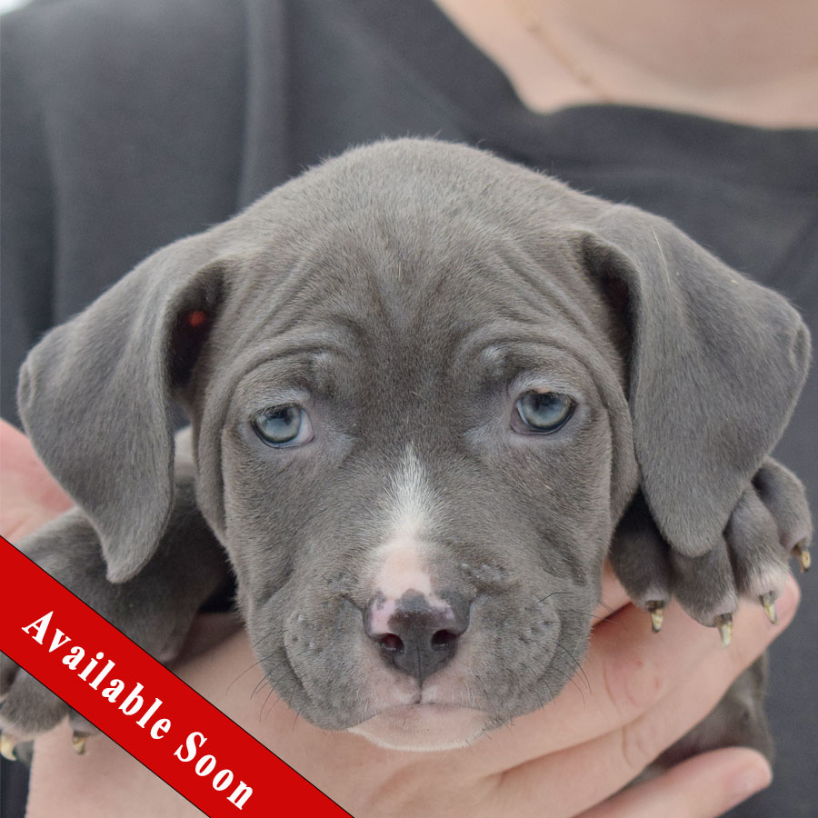 Marcus - Animal House Shelter