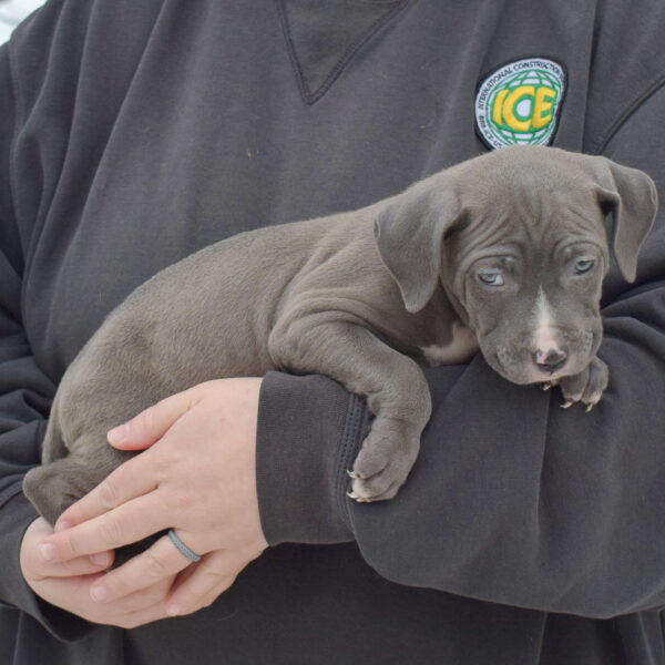 Marcus - Animal House Shelter