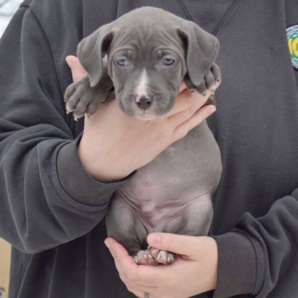 Marcus - Animal House Shelter