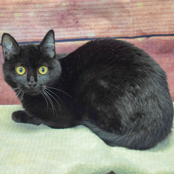 Mavis - Animal House Shelter