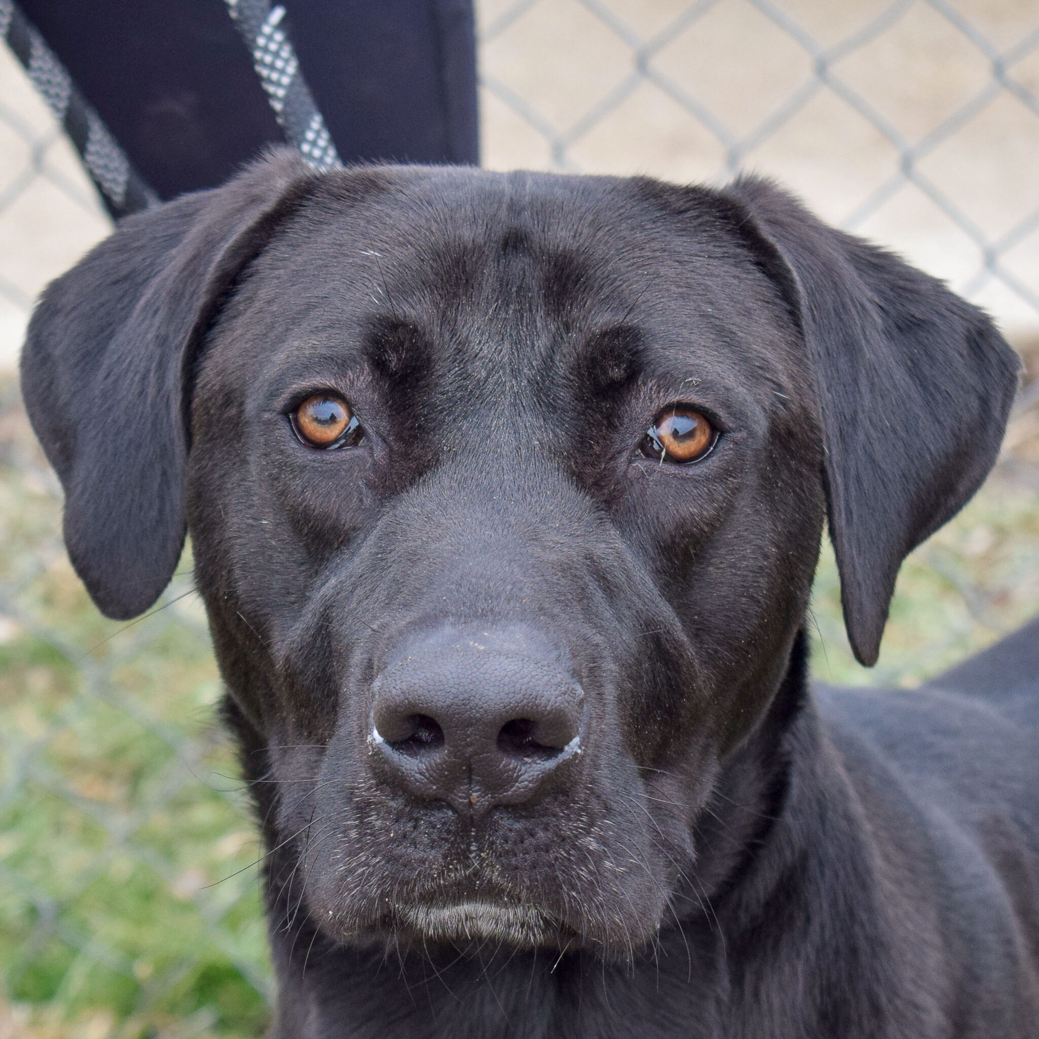 Monty - Animal House Shelter