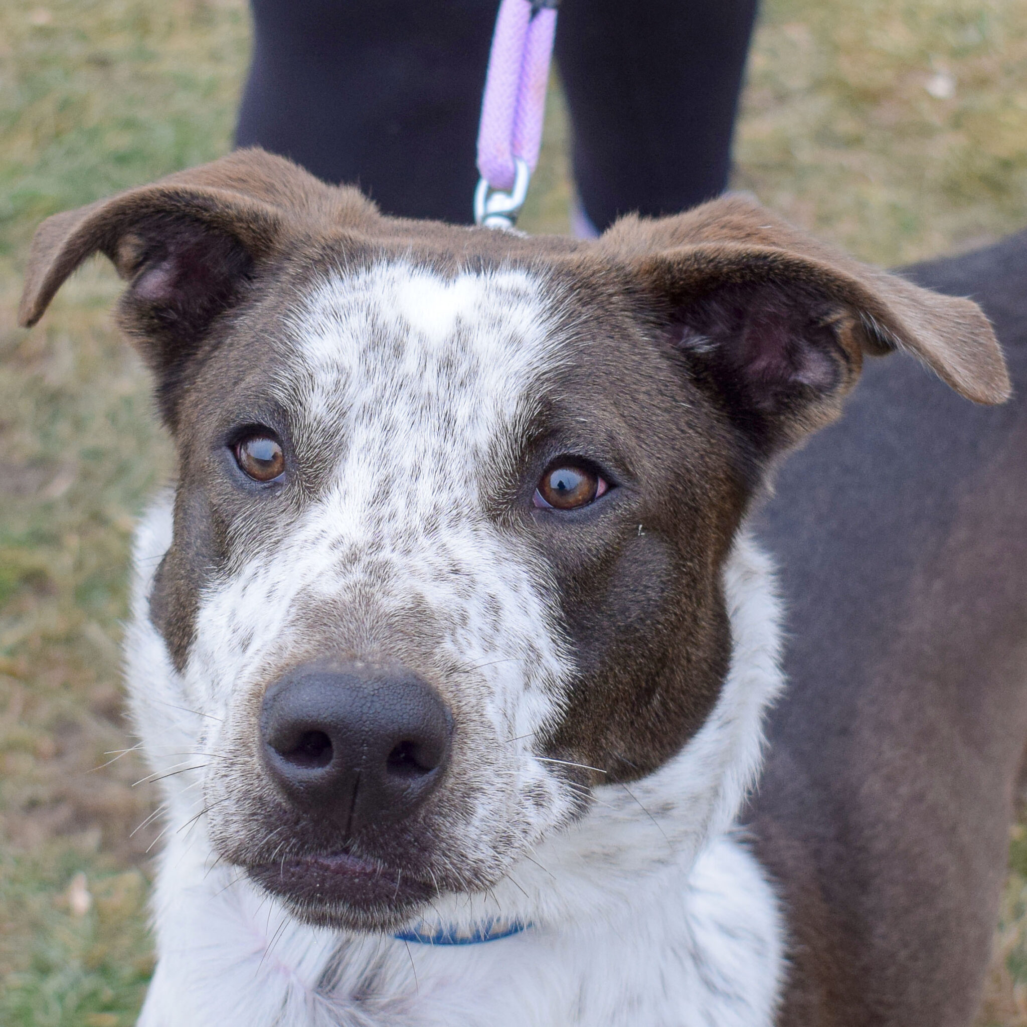 Nikko - Animal House Shelter