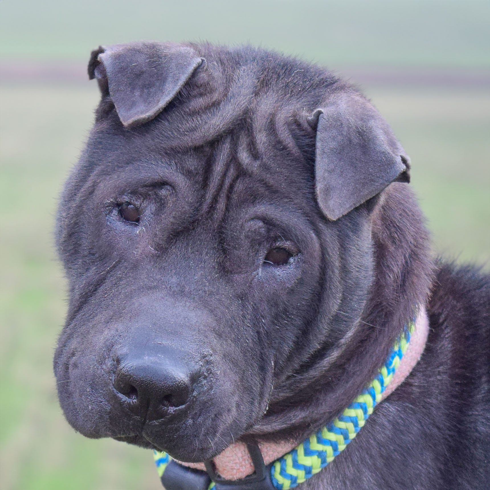 Onyx - Animal House Shelter