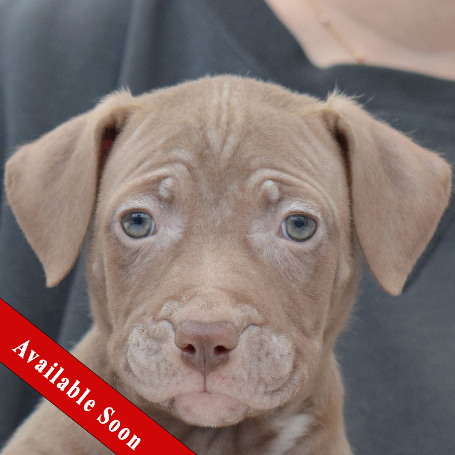 Otto - Animal House Shelter