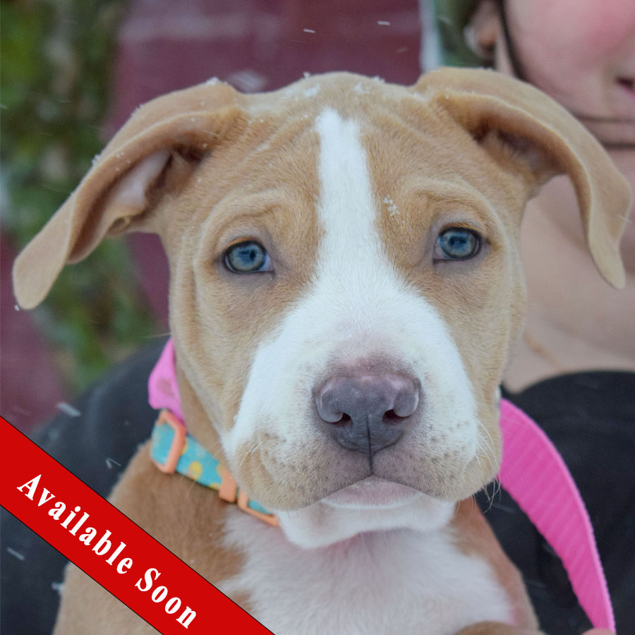 Remi - Animal House Shelter