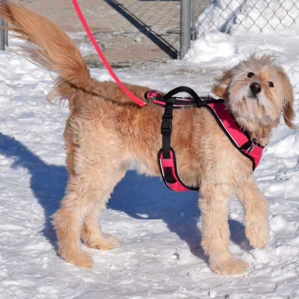 Sheila - Animal House Shelter