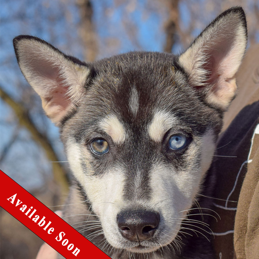 Sitka - Animal House Shelter