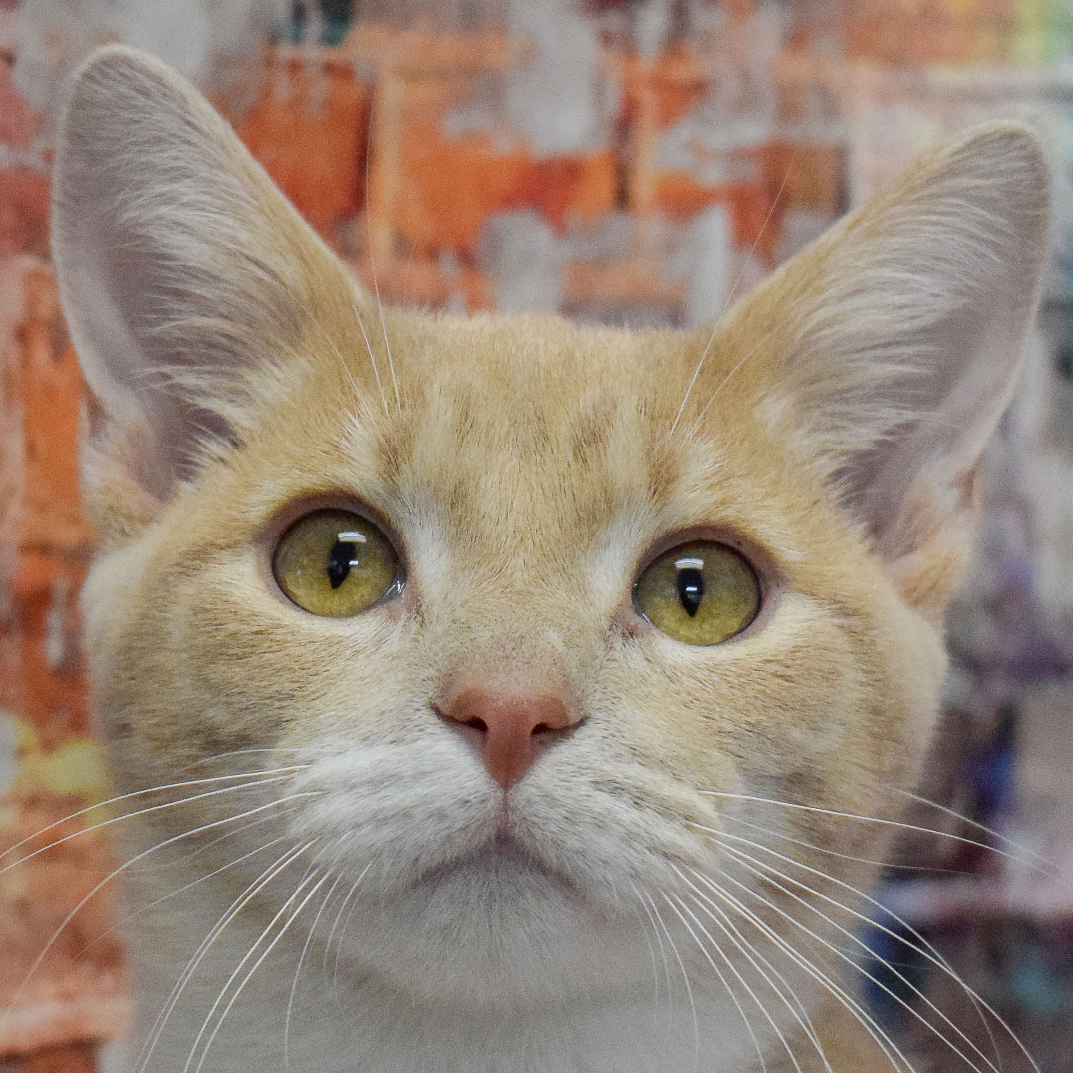 Tigger - Animal House Shelter