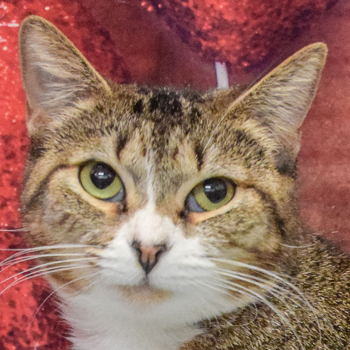 Abby - Animal House Shelter