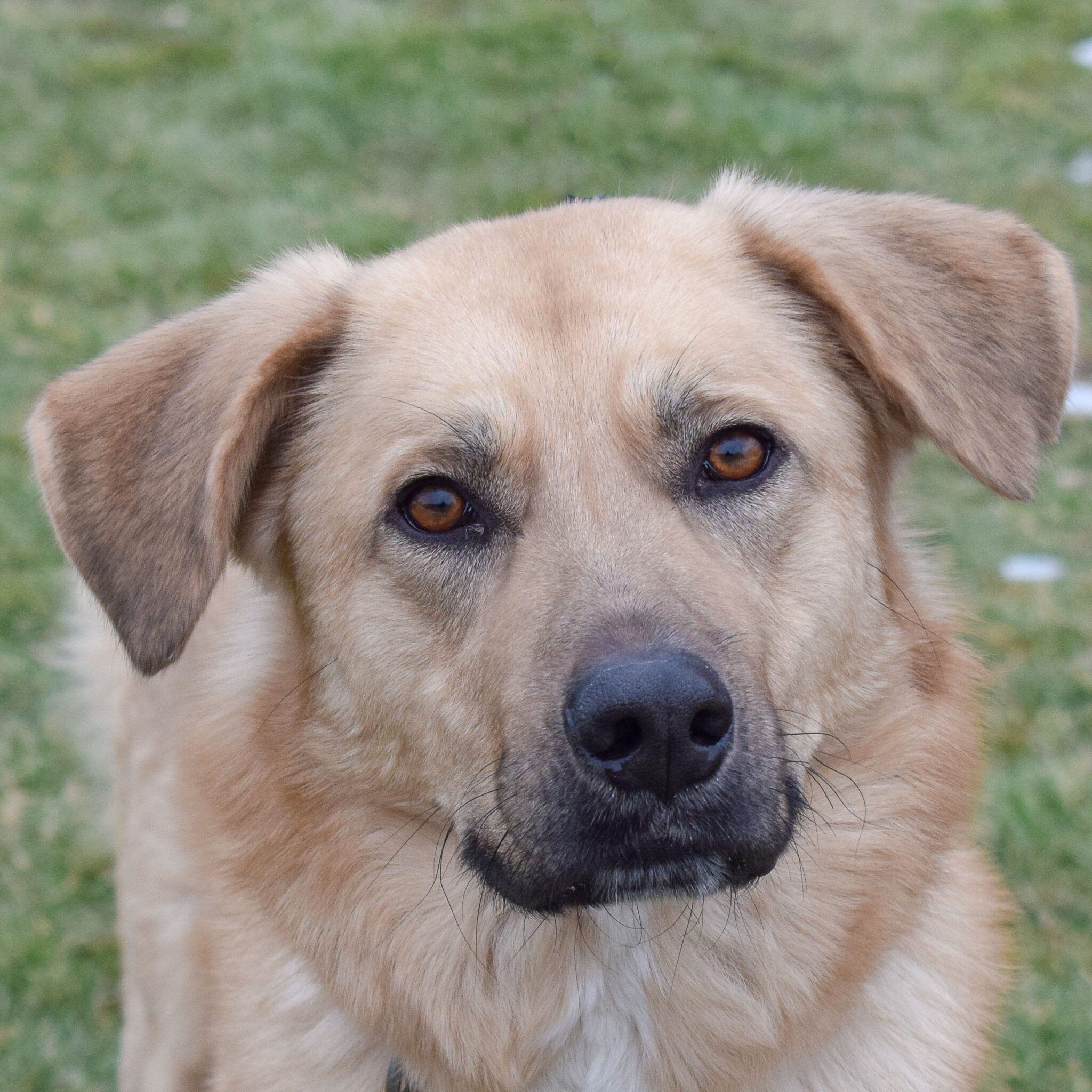 Big Boy - Animal House Shelter