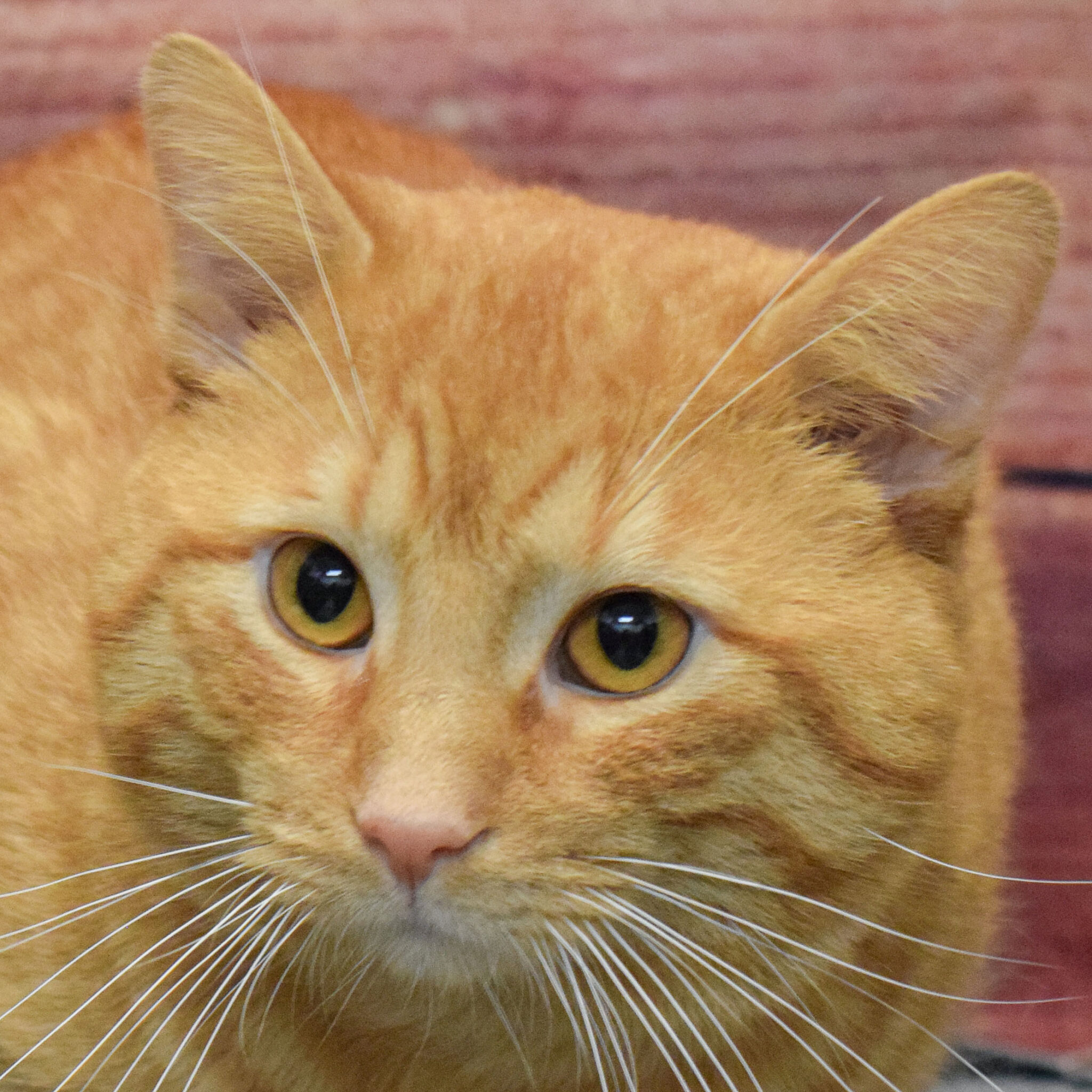 Big Guy - Animal House Shelter