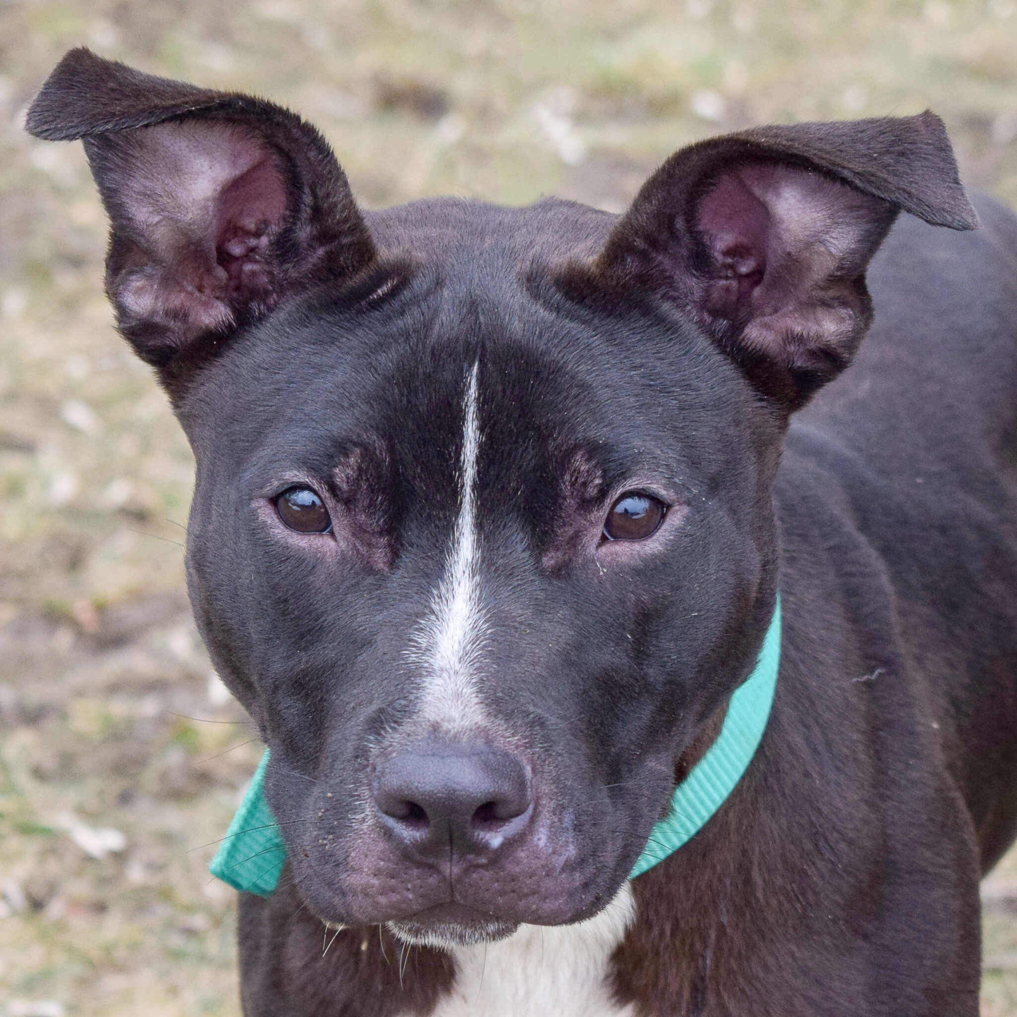 Griggs - Animal House Shelter
