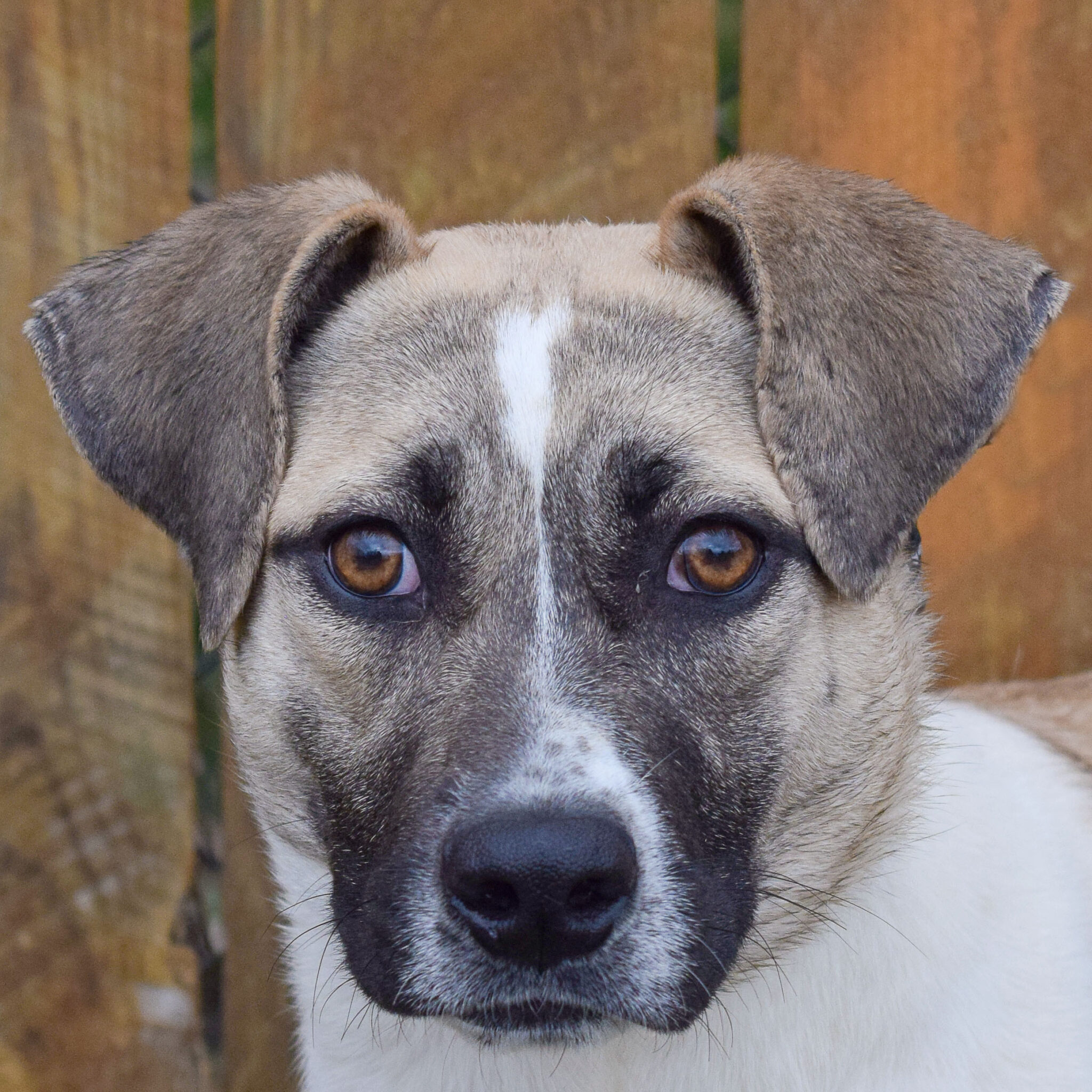 Halo - Animal House Shelter