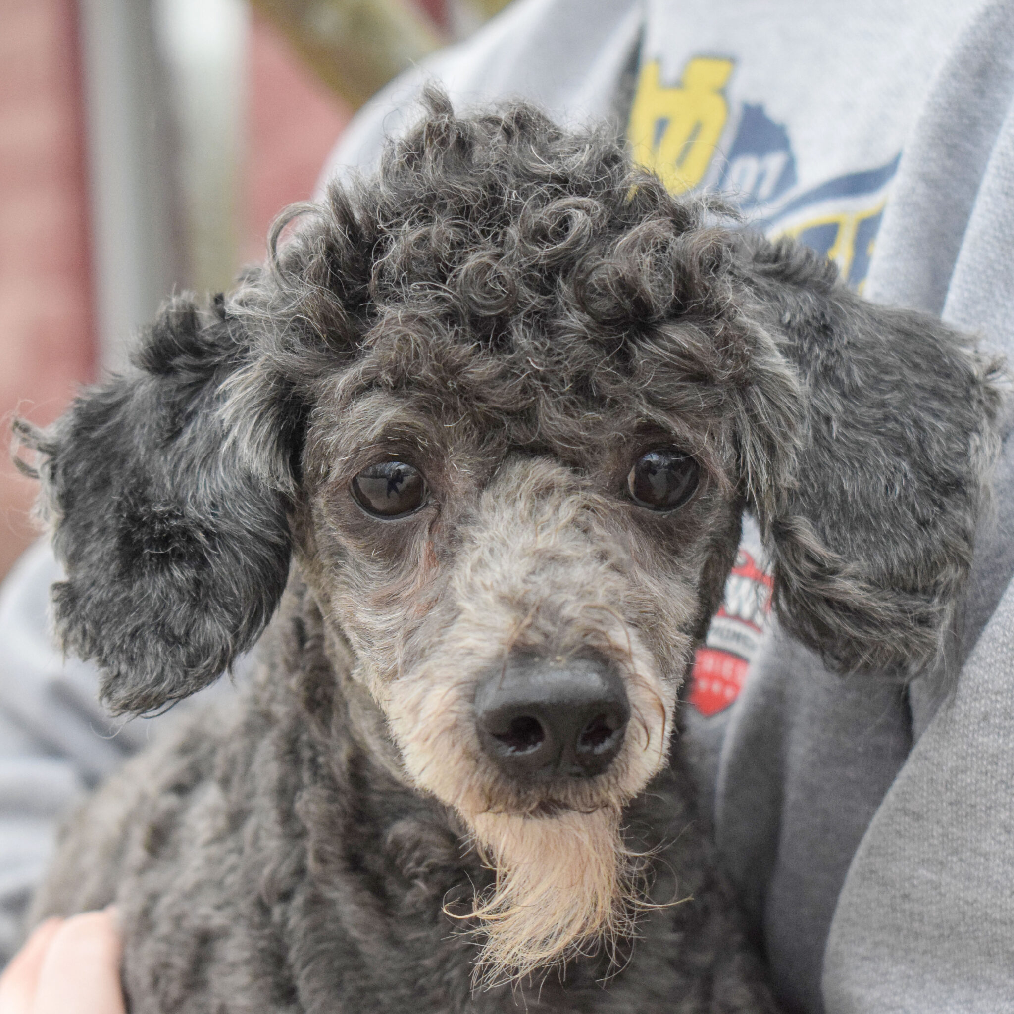 Jack - Animal House Shelter