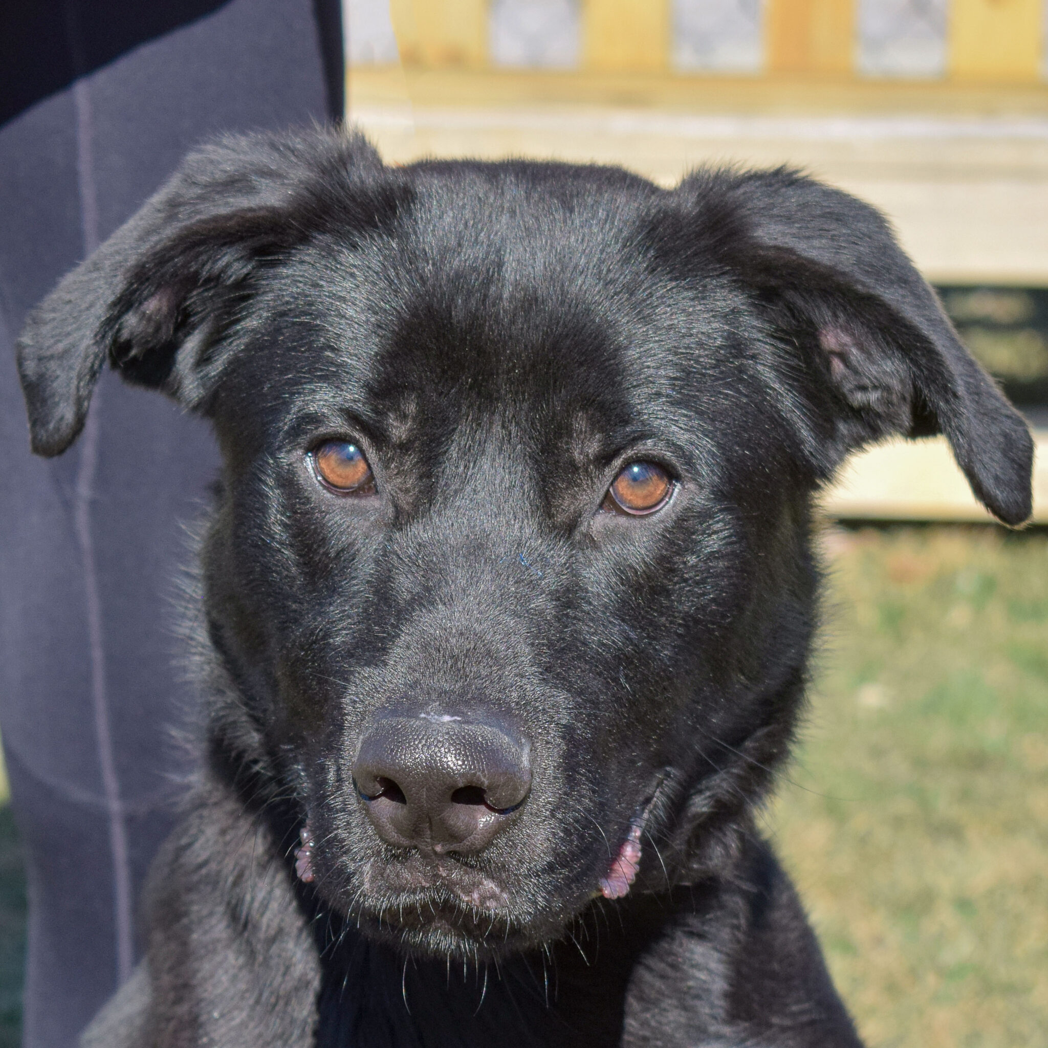 Jason - Animal House Shelter