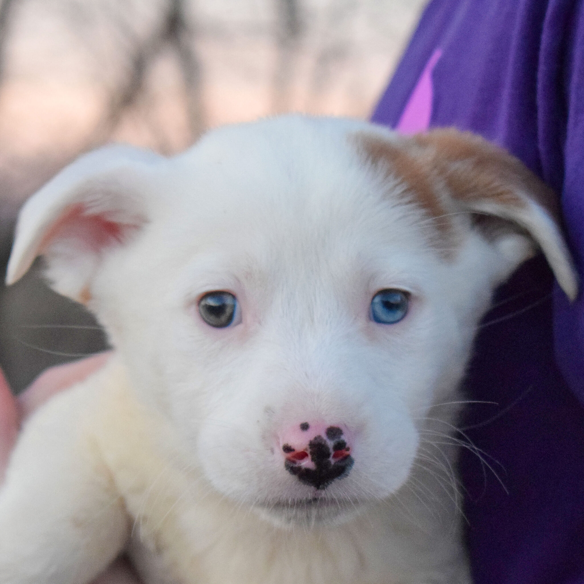 John - Animal House Shelter