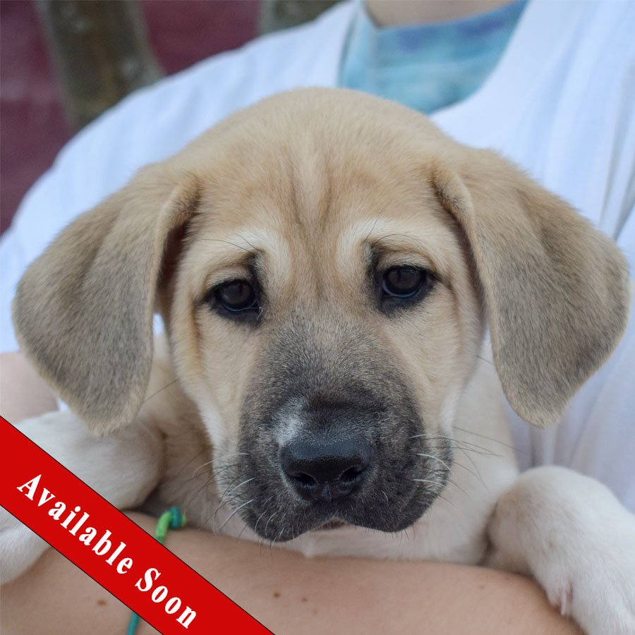 Lucy - Animal House Shelter