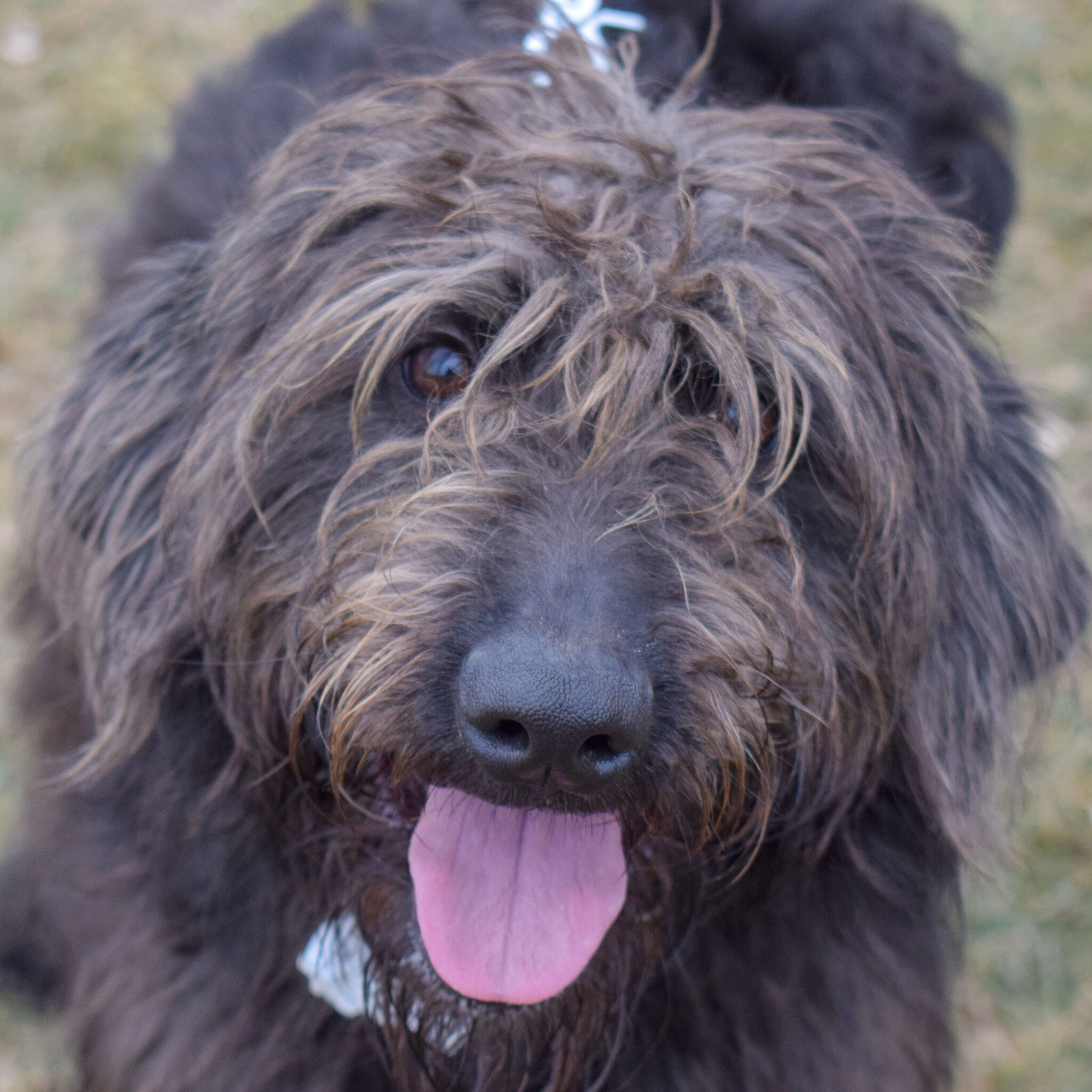 Maizy - Animal House Shelter