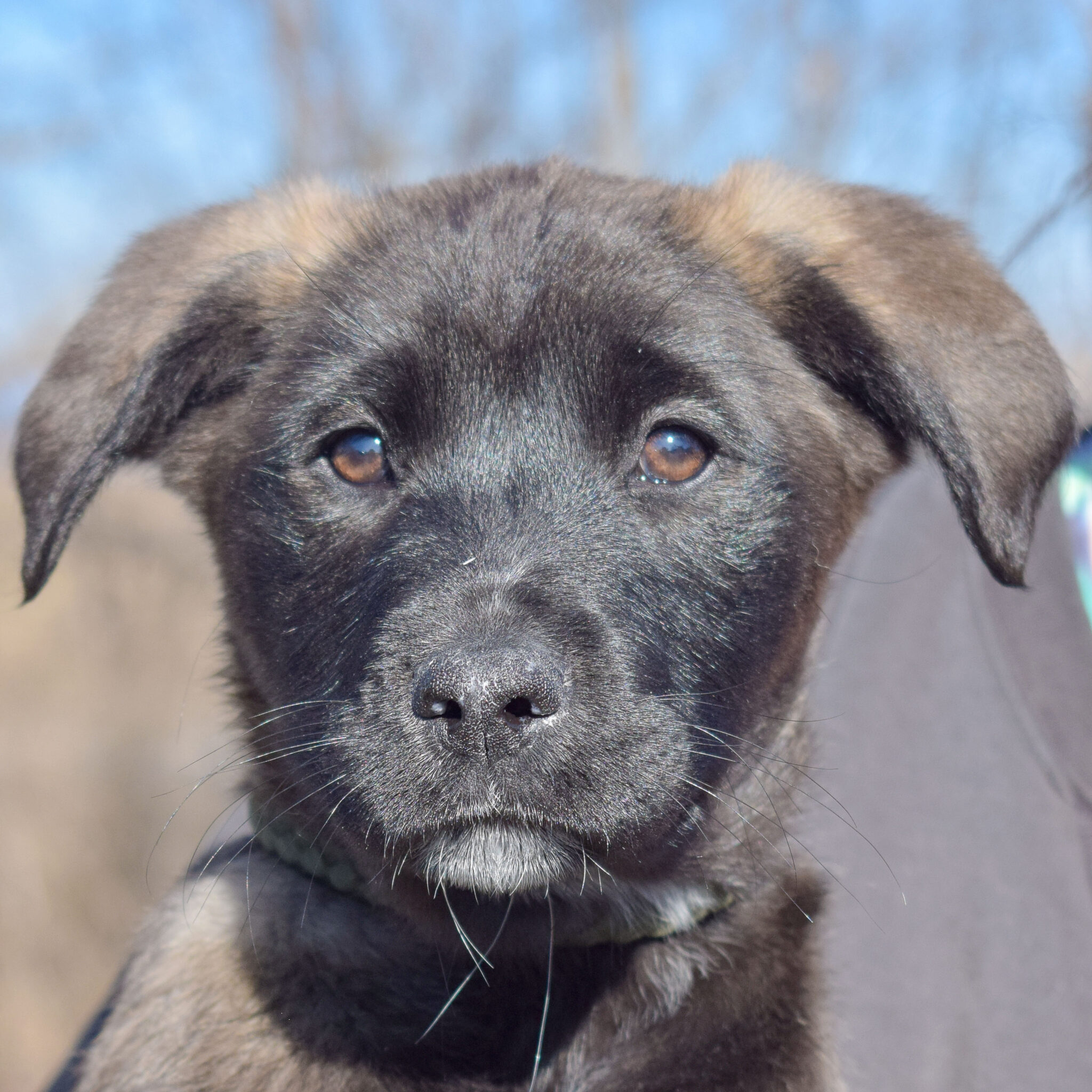 Marlene - Animal House Shelter