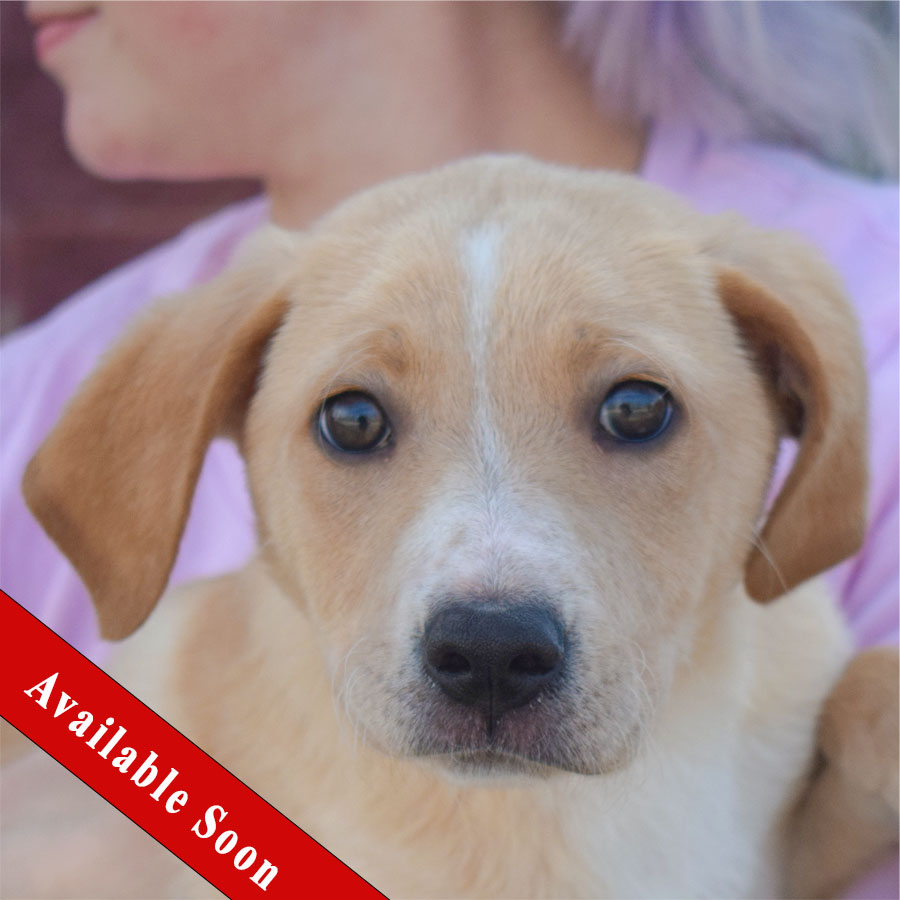 Maverick - Animal House Shelter