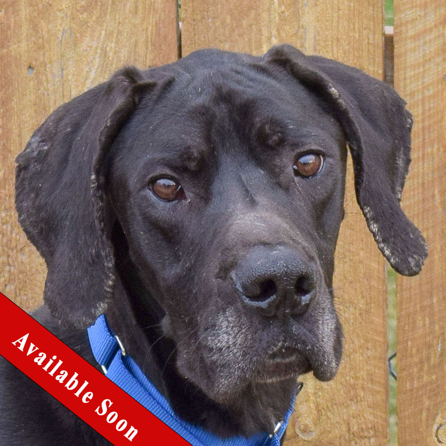 Max - Animal House Shelter