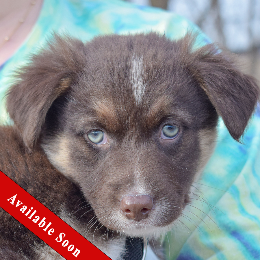 Michael - Animal House Shelter