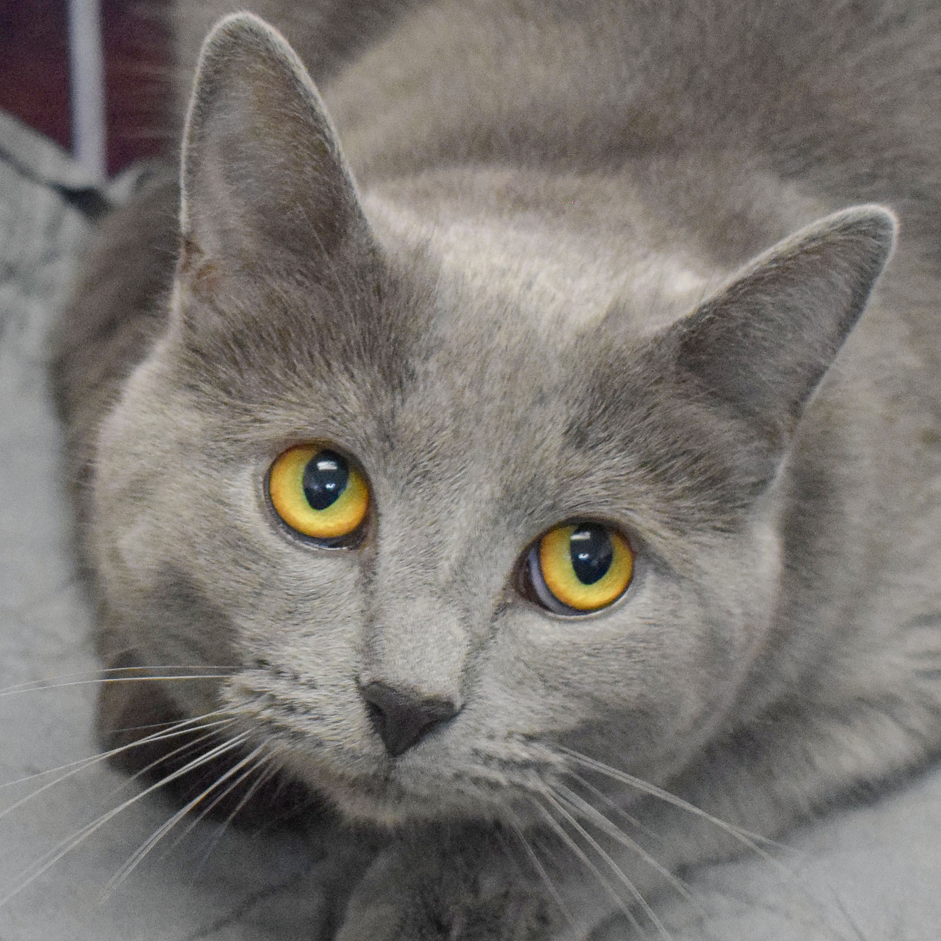 Miss Thang - Animal House Shelter