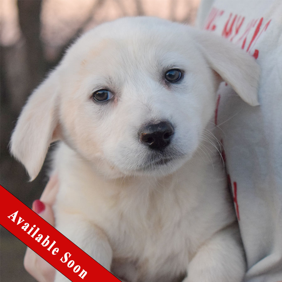 Monica - Animal House Shelter