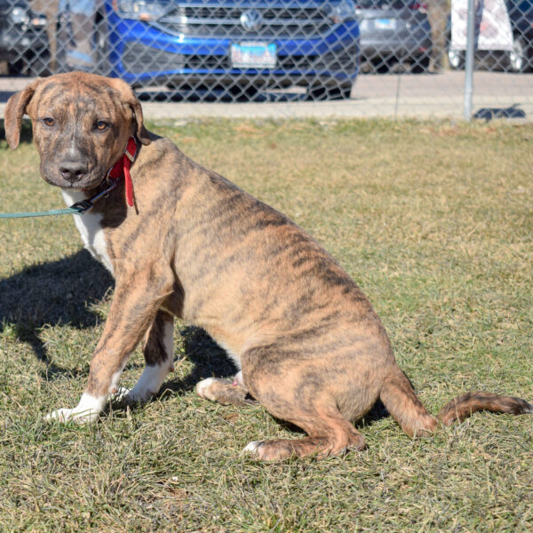 Parker - Animal House Shelter