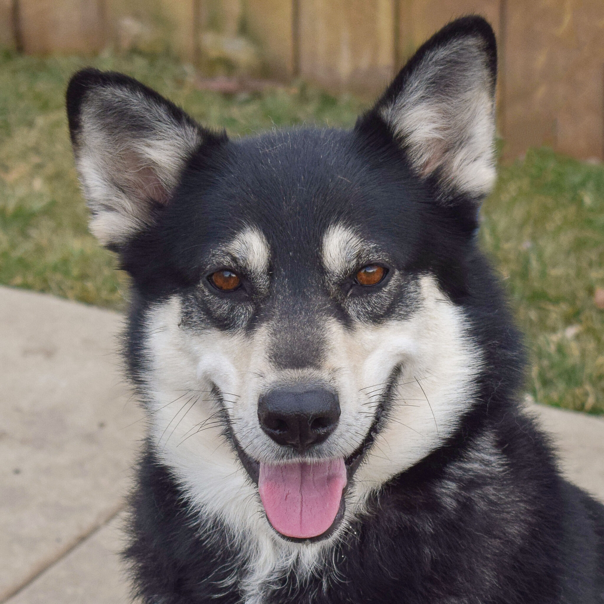 Piper - Animal House Shelter