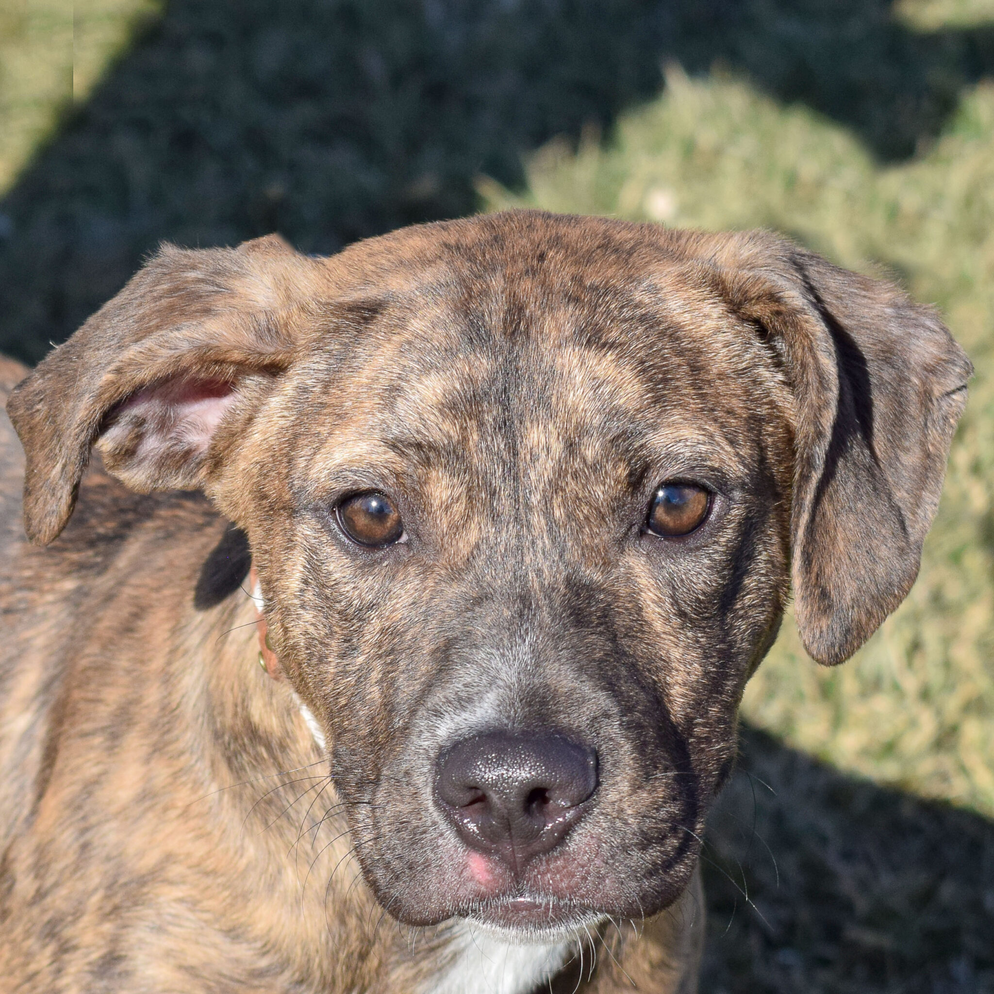 Poppy - Animal House Shelter